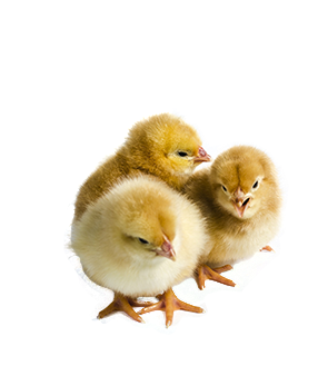 Hapgon Farming – Chickens and Eggs